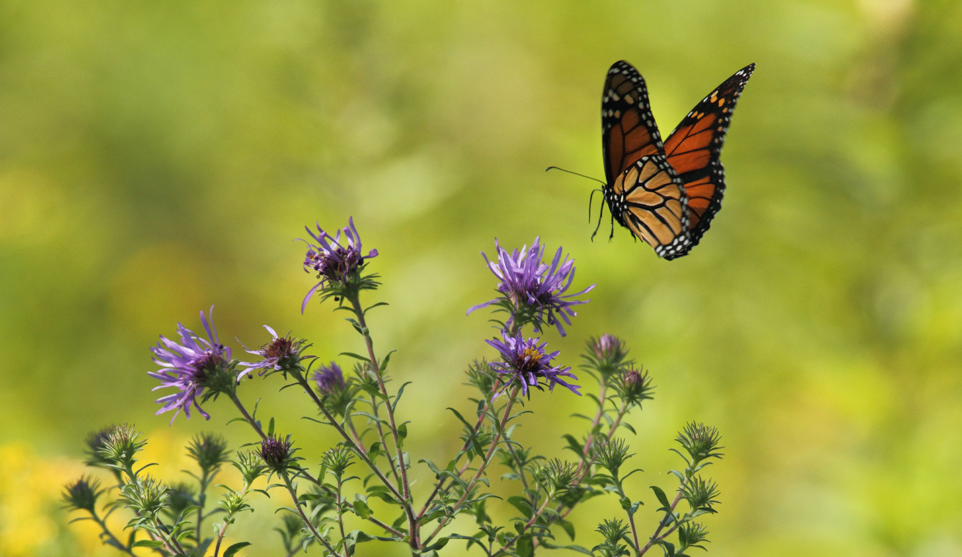 The Principle of Ecology | IFOAM