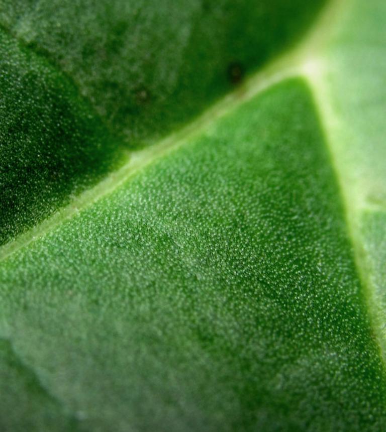 IFOAM - Organics International | Home