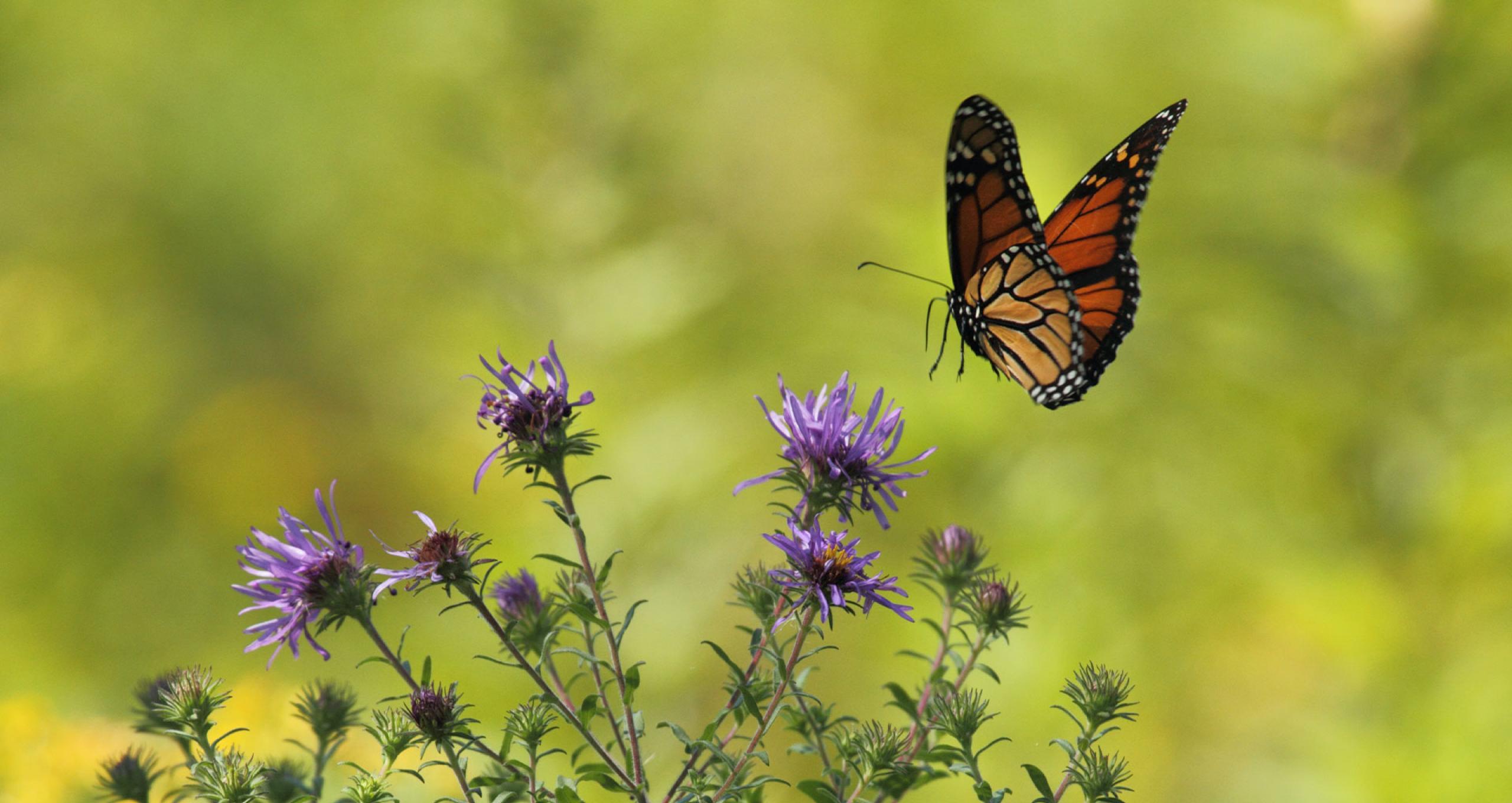 The Principle of Ecology | IFOAM