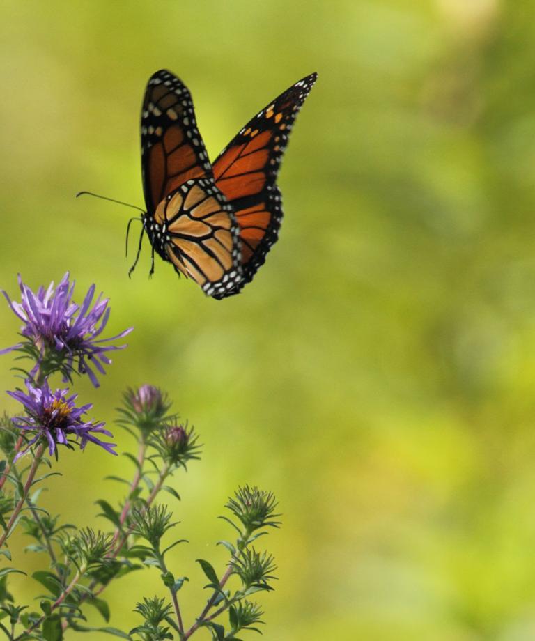 The Principle of Ecology | IFOAM